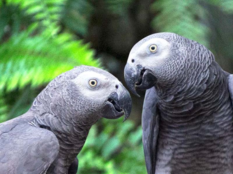 Selwo Aventura Estepona | Natural Animal Park