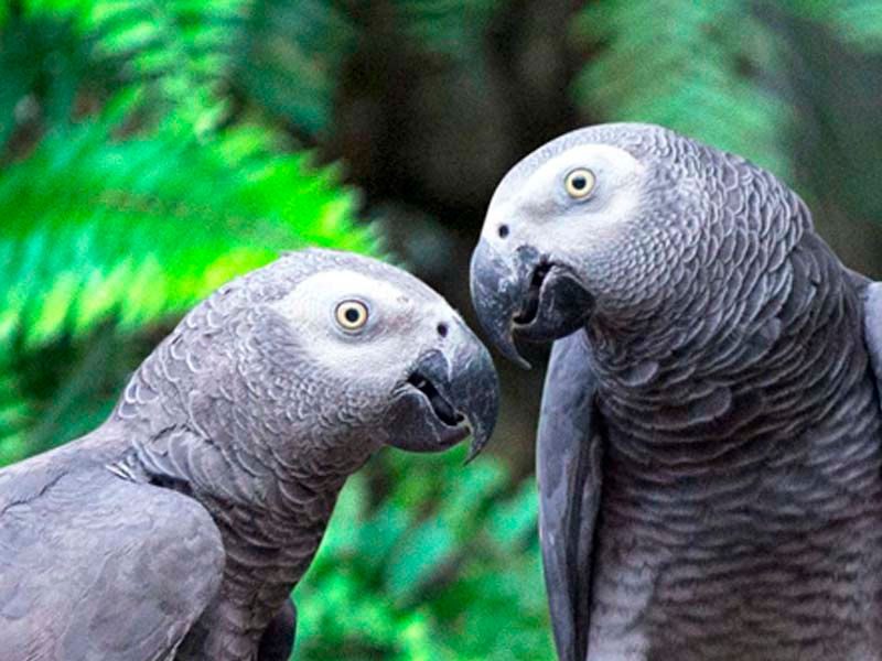 Colaboramos en la suelta en libertad de 34 ejemplares de loro gris en ...