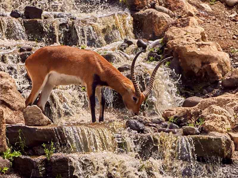 Cobo rojo | Selwo Aventura