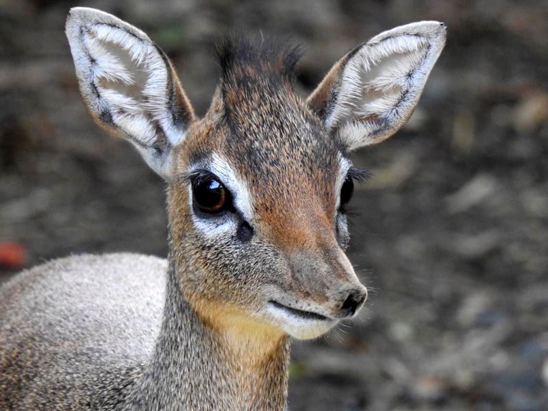 Dik-dik de Kirk | Selwo Aventura