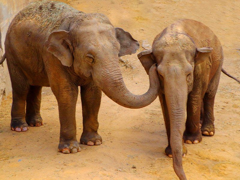 Top 10 animals that live the longest | Selwo Aventura