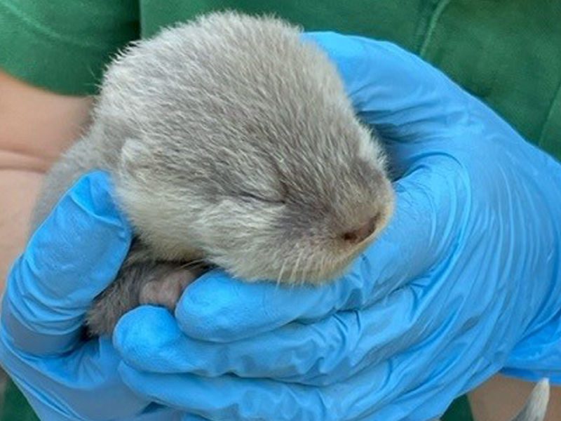 La vida se abre paso con nacimientos de crías | Selwo Aventura