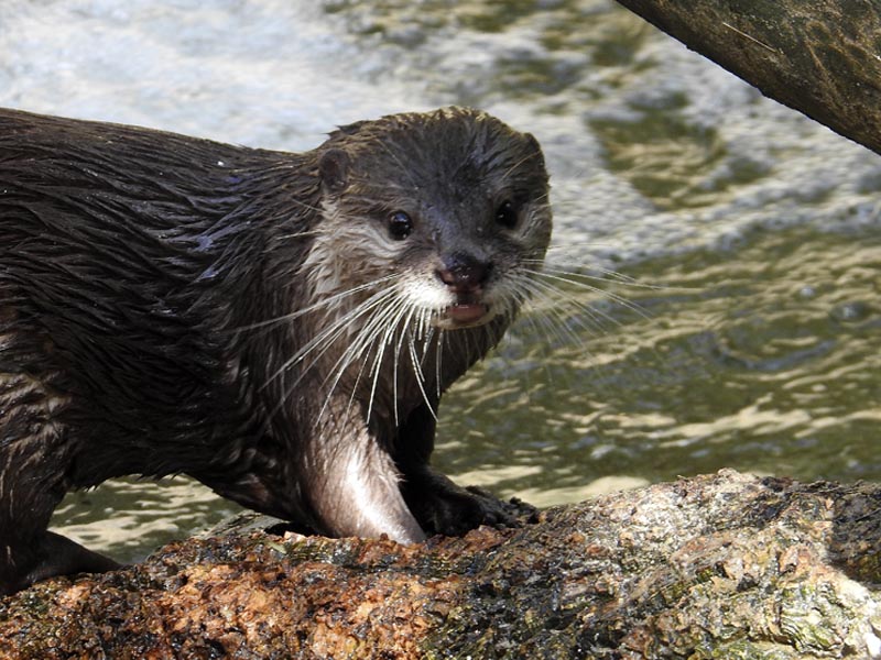 Nutria asiática de uñas corta | Selwo Aventura